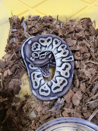Black Pewter Ball Python by Spoonman Kreations