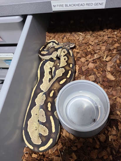 Fire Blackhead Red Gene Ball Python by Spoonman Kreations