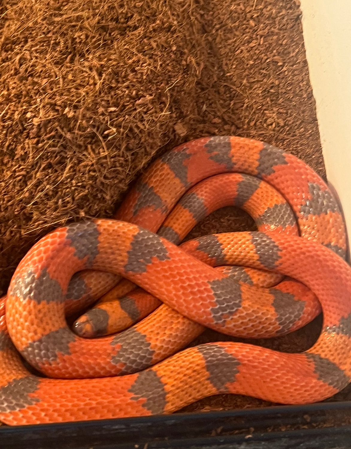Ultra Hypo Rtb Honduran Milk Snake by Spoonman Ball Pythons - MorphMarket