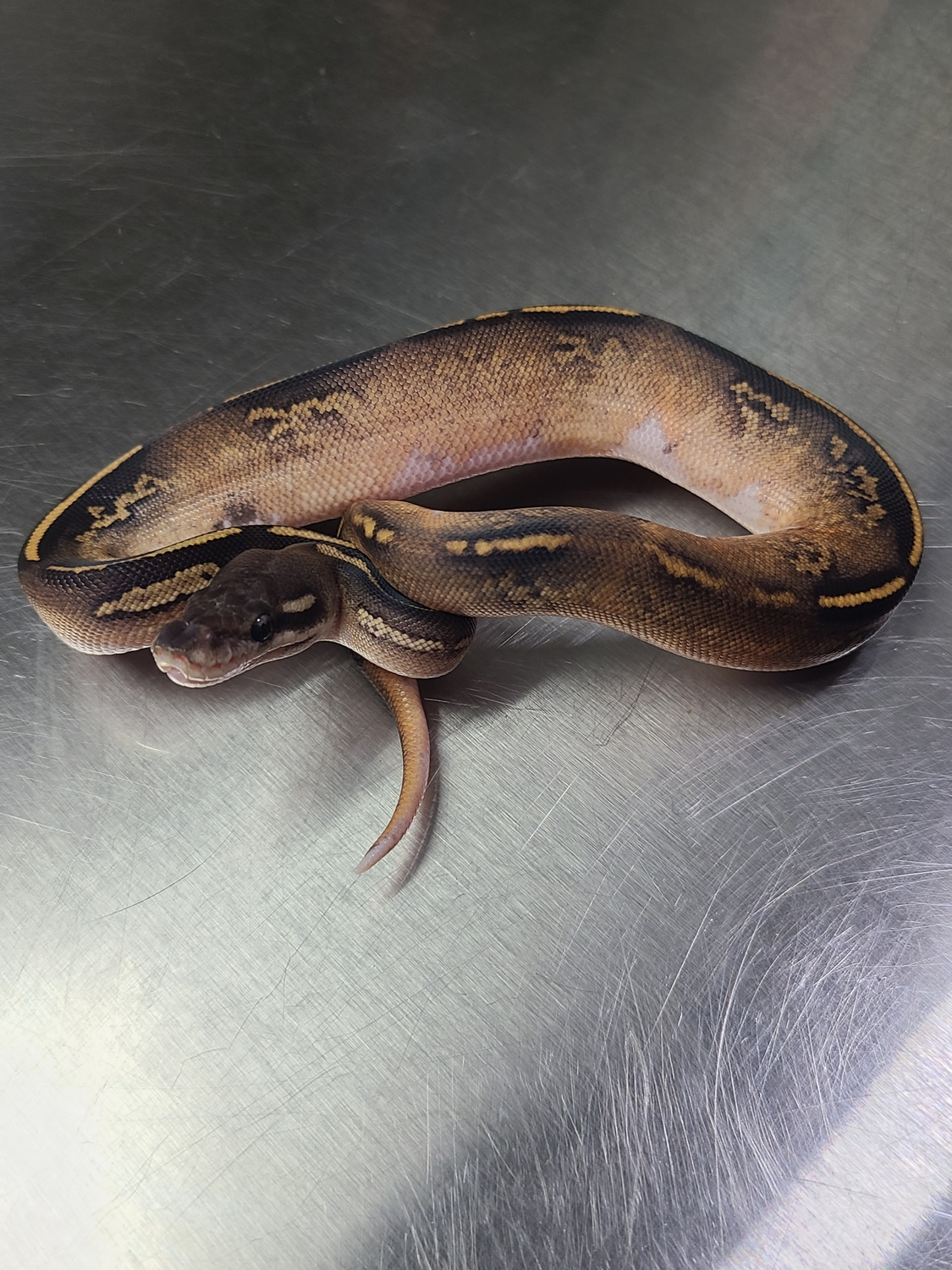 Black Pastel Orange Dream Blackhead Het Pied Ball Python by Spoonman ...