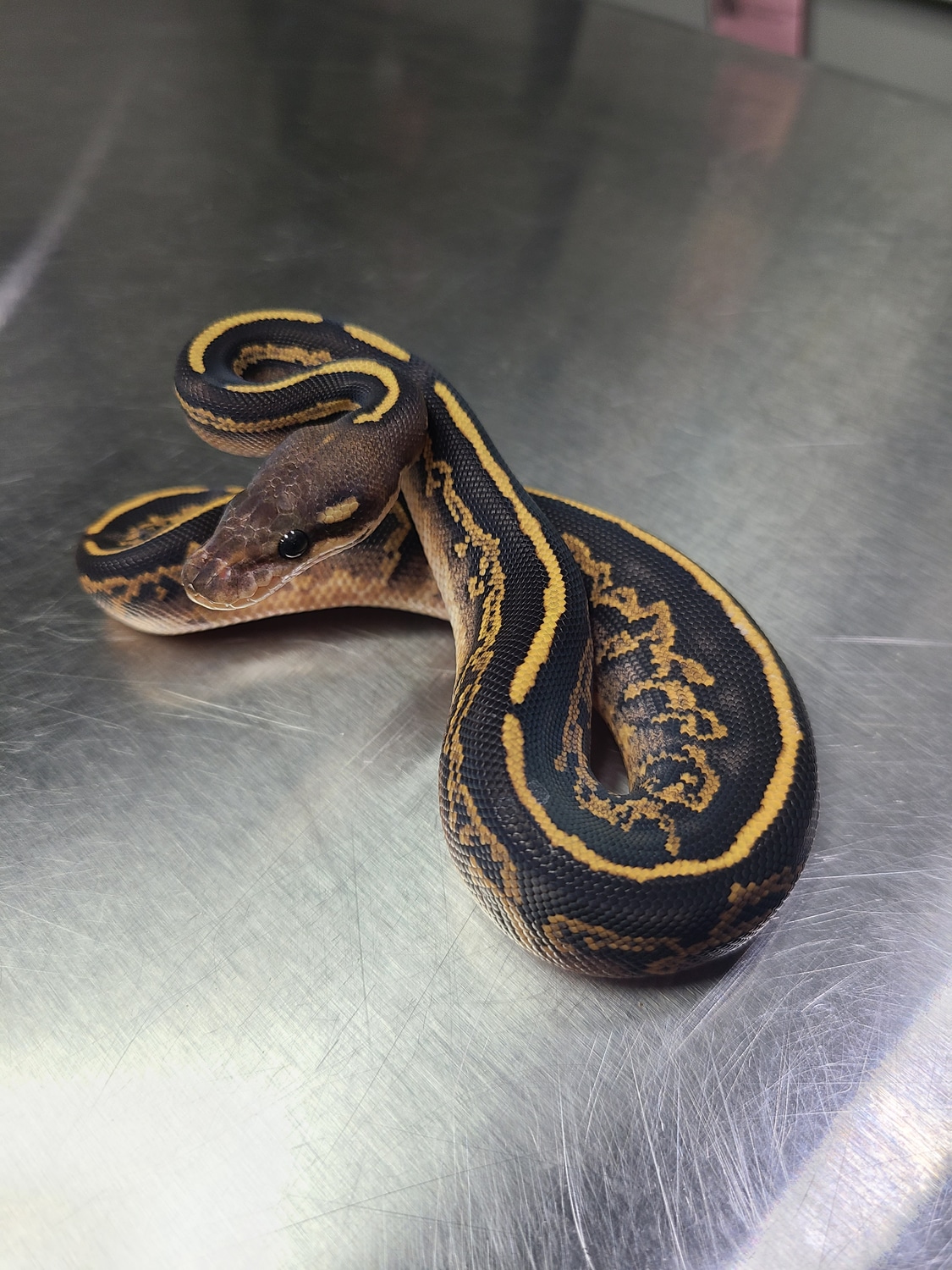 Black Pastel Orange Dream Blackhead 50% Het Pied Ball Python by ...