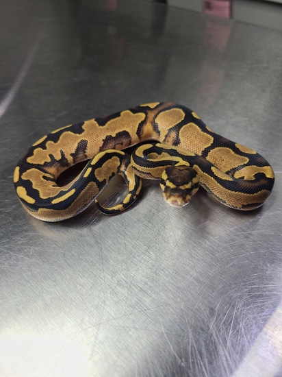 Orange Dream 50% Het Pied Ball Python by Spoonman Kreations