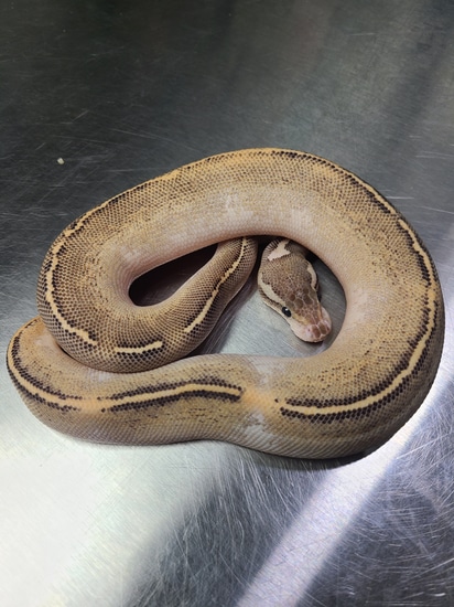Fire Cinnamon Freeway Ball Python by Spoonman Kreations