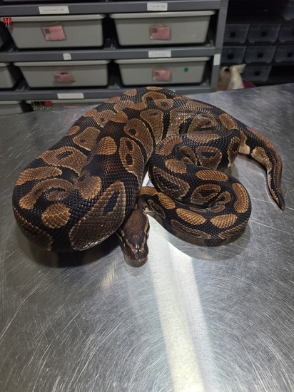 Normal Ball Python by Spoonman Kreations