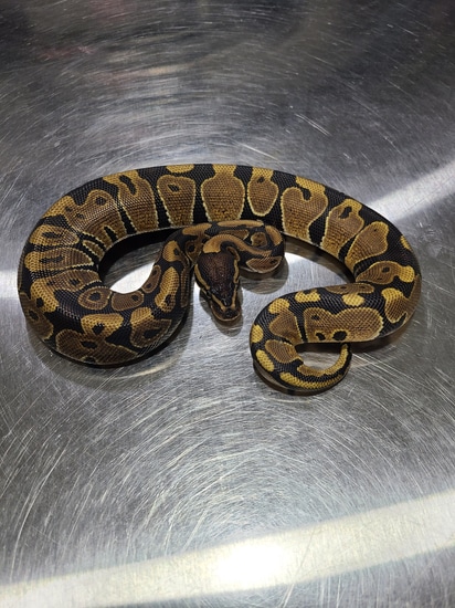 Normal Ball Python by Spoonman Kreations