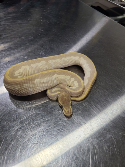 Leopard Crystal Ball Python By Spoonman Kreations