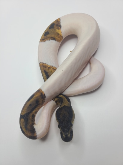 Black Head Piebald Ball Python by Spoonman Kreations