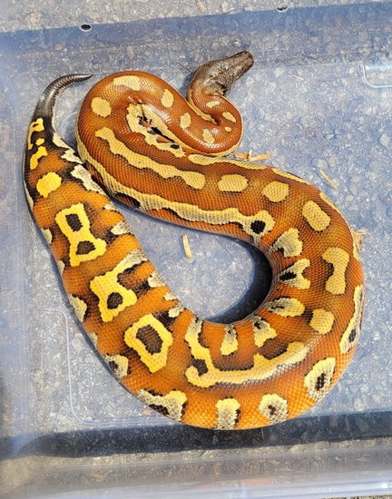 Wanna Trade? 100% Het T+ Blood Python by Spotted Bull's Herd