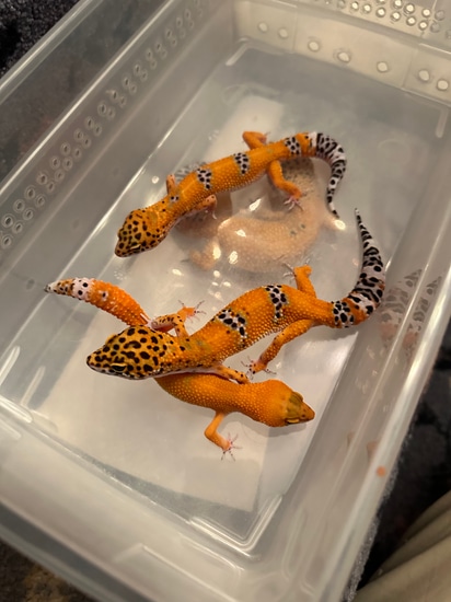 Purple Head Line Collection Sale Leopard Gecko by Spotty Tail Geckos