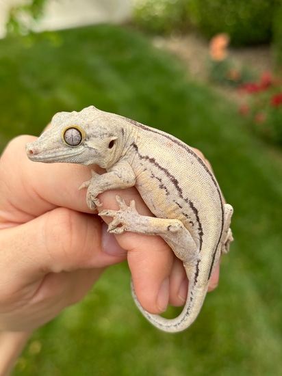 White/Yellow Base Orange Super Stripe Gargoyle Gecko by Spriggan Exotics
