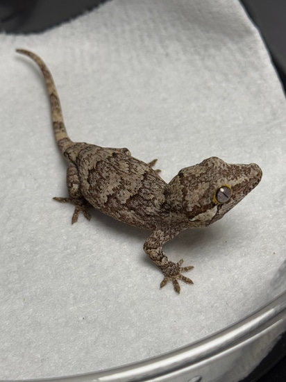 Pos Phantom Eye Black And White Reticulated Gargoyle Gecko by Spriggan ...