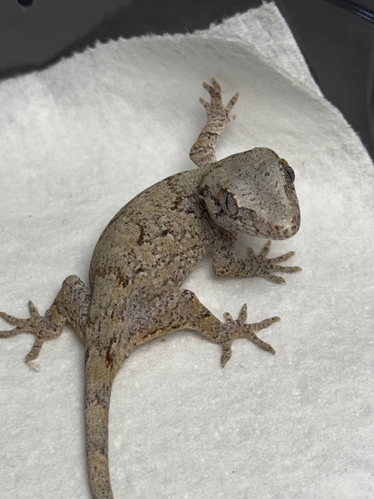 Pos Phantom Eye Black And White Reticulated Gargoyle Gecko by Spriggan ...