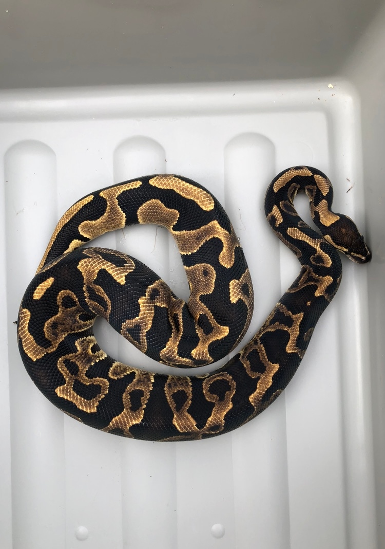 GHI Leopard Het Clown Ball Python by Seymour Snakes - MorphMarket
