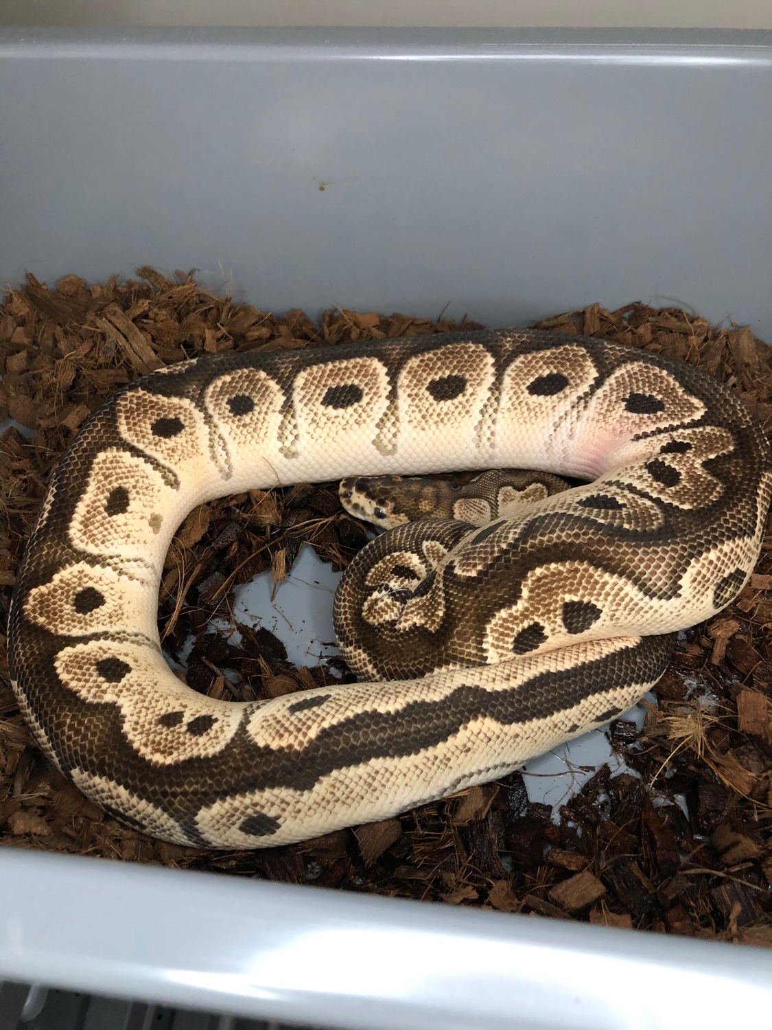 OD Clown Ball Python by Seymour Snakes - MorphMarket