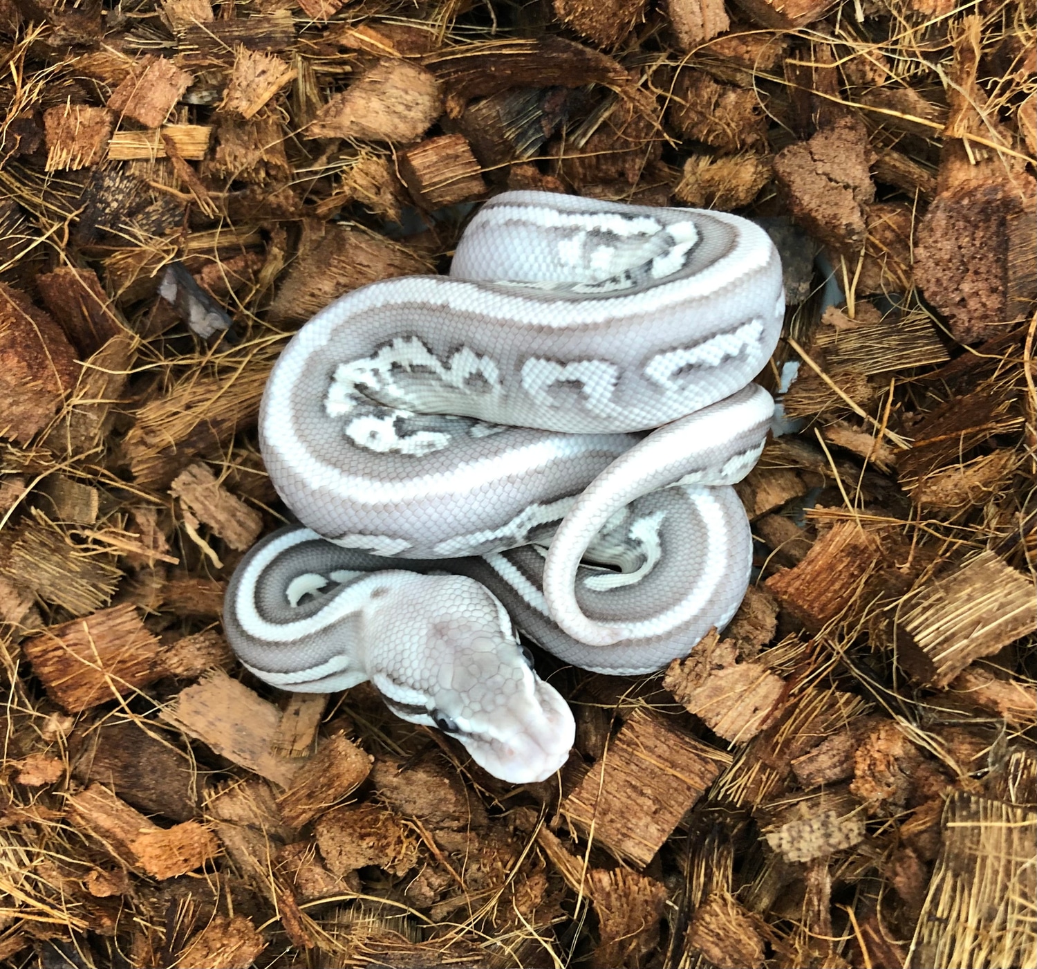 Lesser Leopard Pewter 100% Het Hypo 66% Het Clown Ball Python by ...