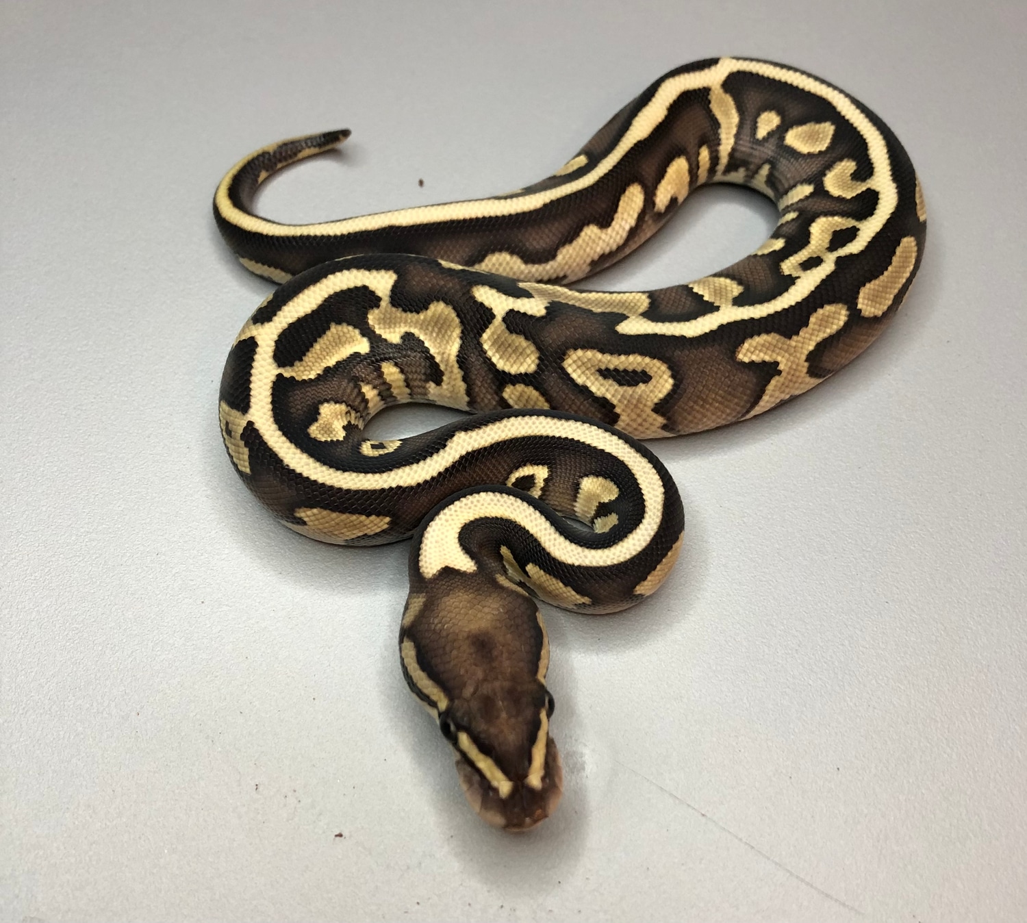Lesser Leopard Het Hypo 66% Het Clown Ball Python by Seymour Snakes ...