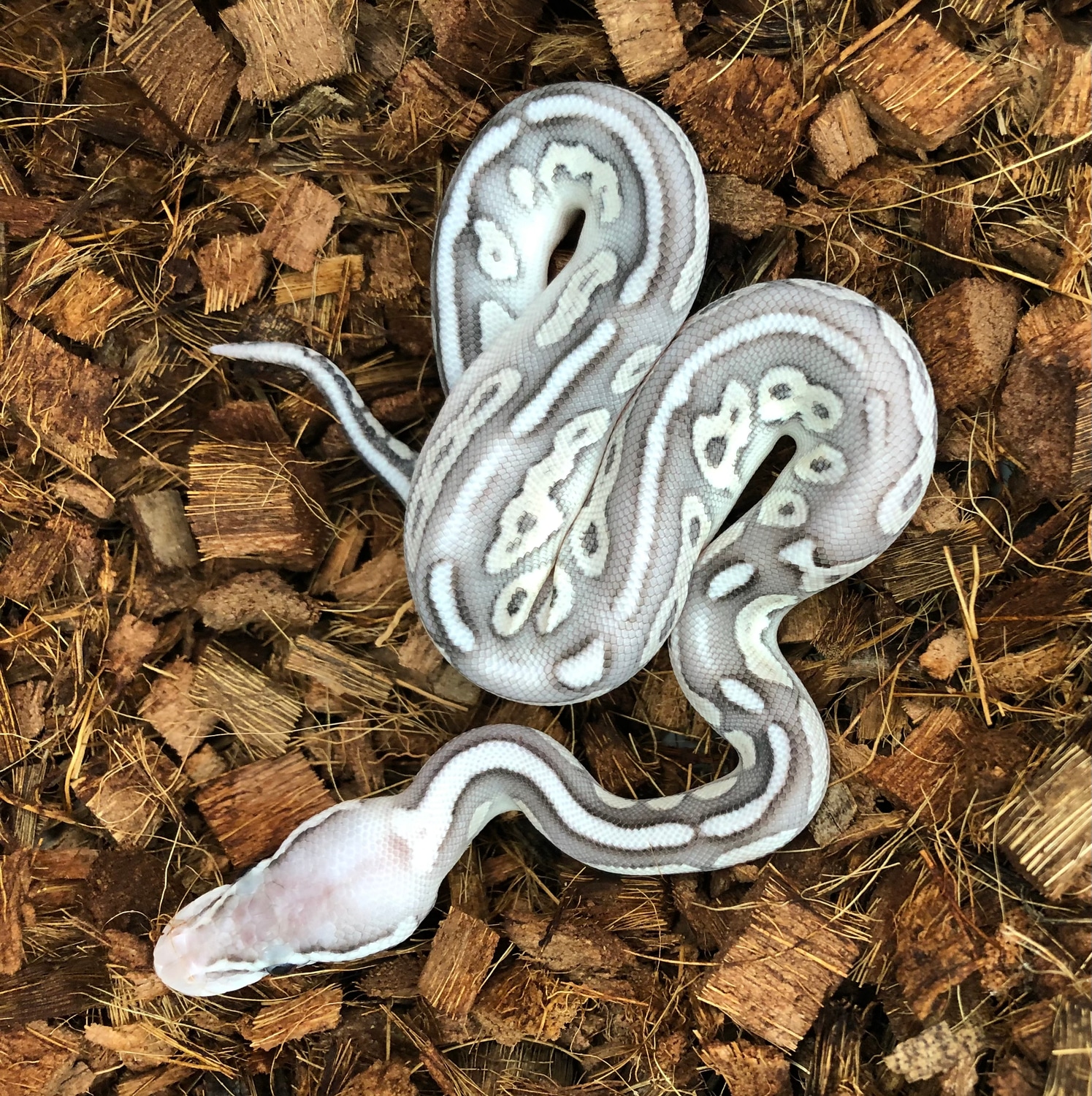 OD Cinnamon Lesser Pastel Dbl Het Hypo Clown Ball Python by Seymour ...
