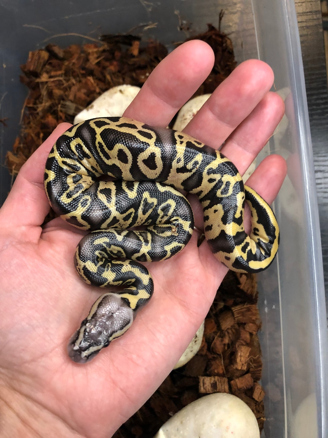 On Sale This Week Only! GHI Leopard Pastel 100% Het Hypo 66% Het Clown ...