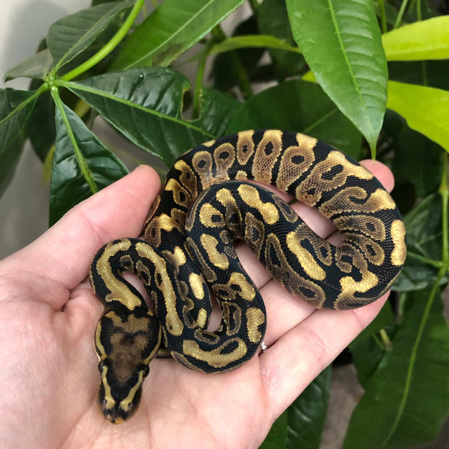 Spotnose Gaia 66% Het DG Ph Hypo Ball Python by Seymour Snakes ...