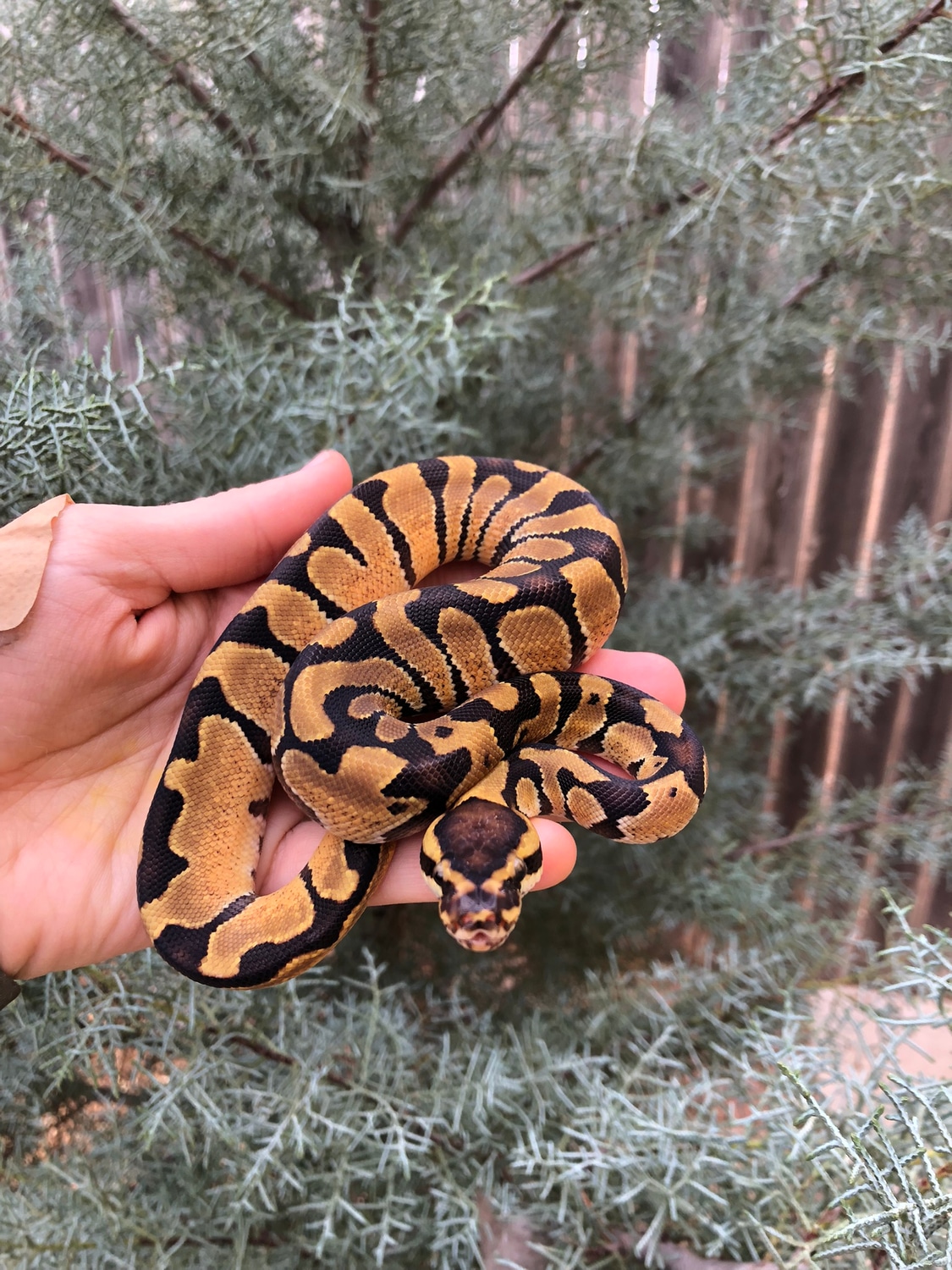 Enchi Poss Special 50% Het DG PH Hypo Ball Python by Seymour Snakes ...