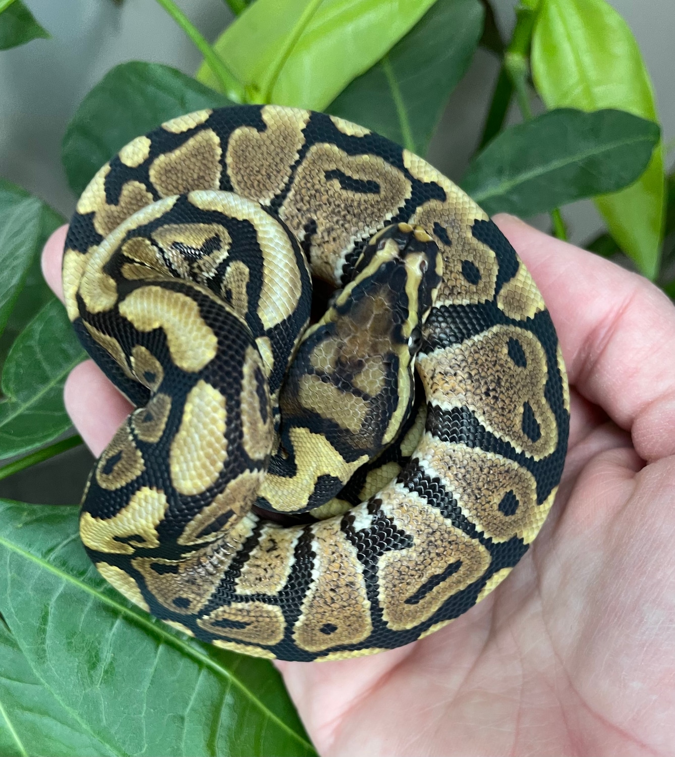 Spotnose 50% Het DG PH Hypo Ball Python by Seymour Snakes - MorphMarket