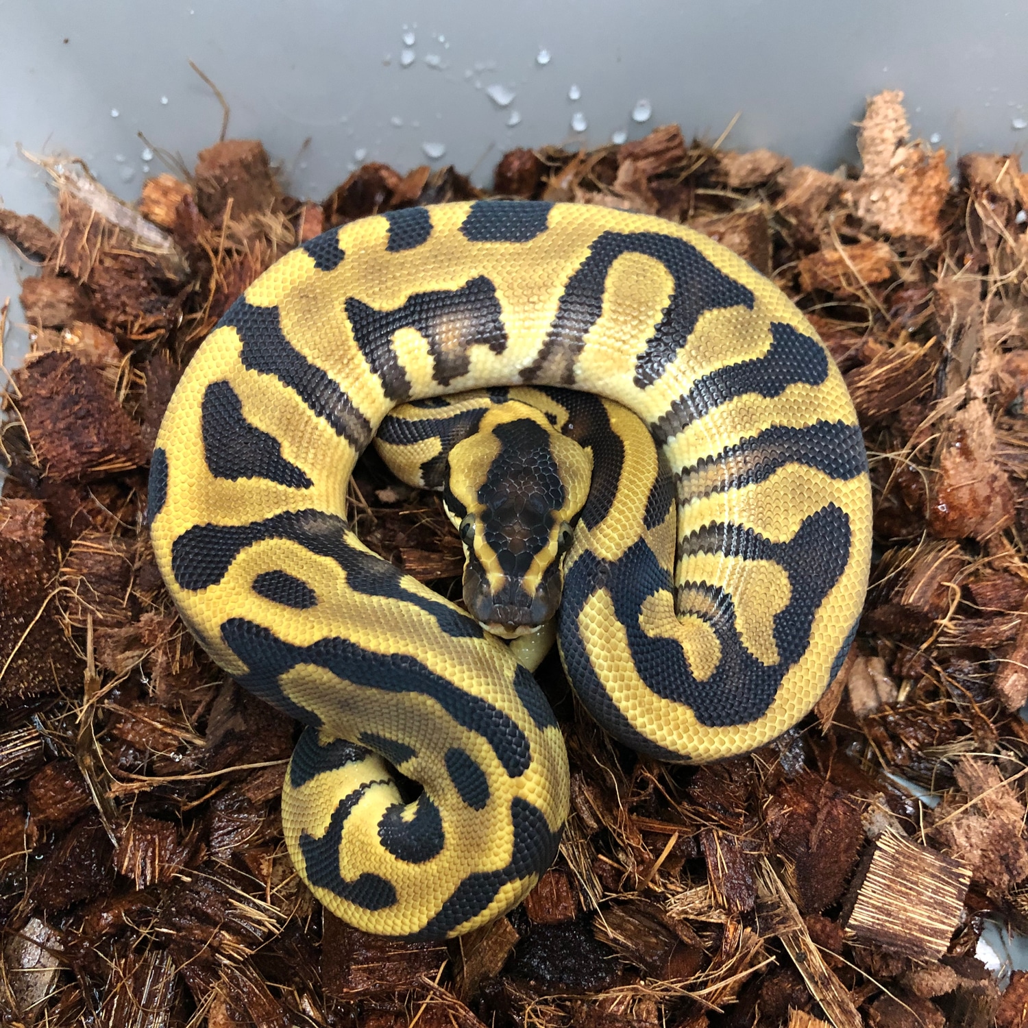 Leopard Enchi Poss Special 50% DBL Het DG/Clown Ball Python by Seymour ...