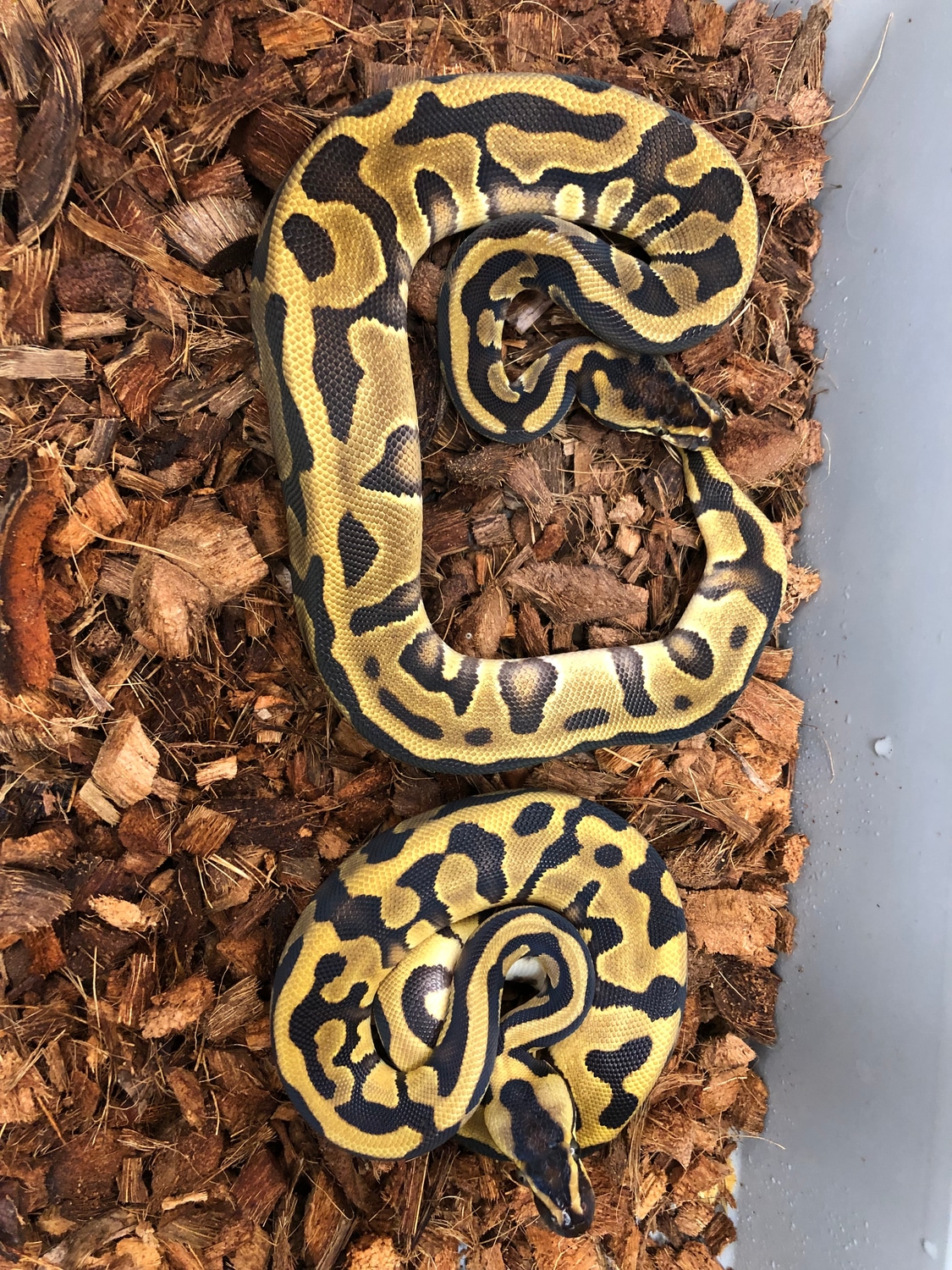 1.1 Pair Leo Enchi Poss Special 50% DBL Het DG/Clown Ball Python by ...