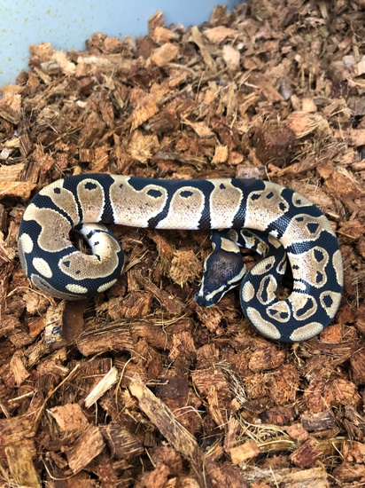 Sharky The Shark Mouth Normal Ball Python by Seymour Snakes
