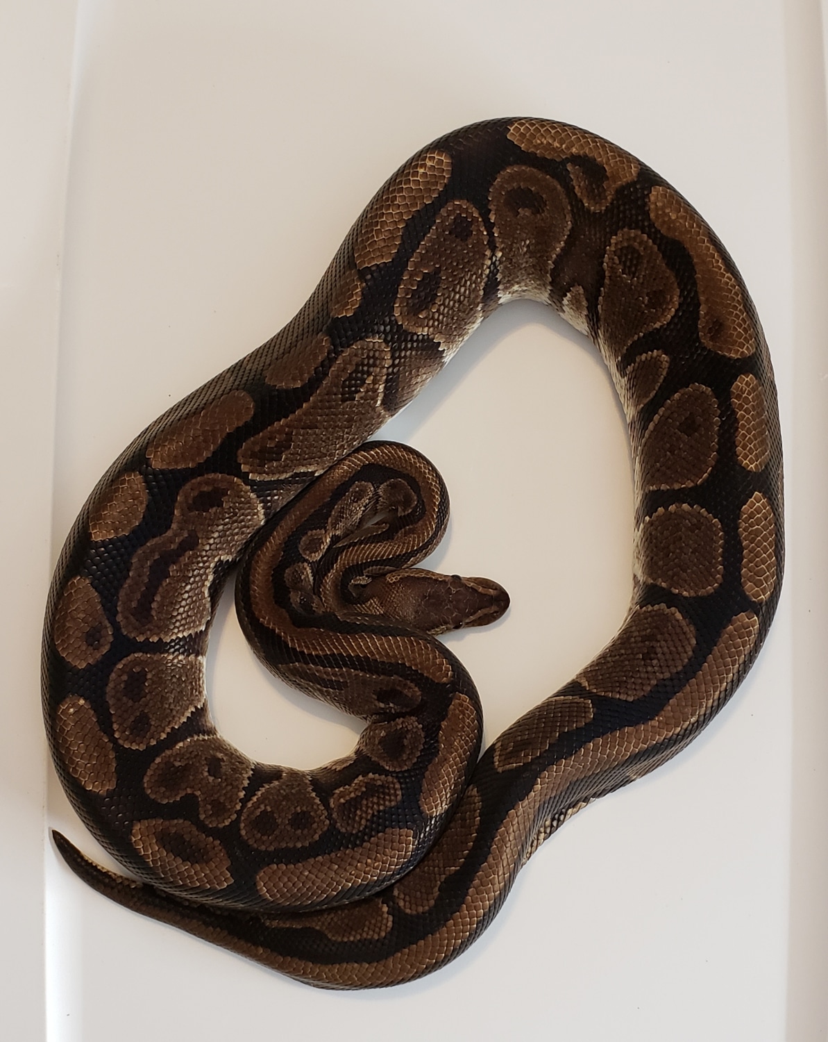 Proven Breeder Female 8 Egg Clutches! Ball Python by Beach Rats and ...
