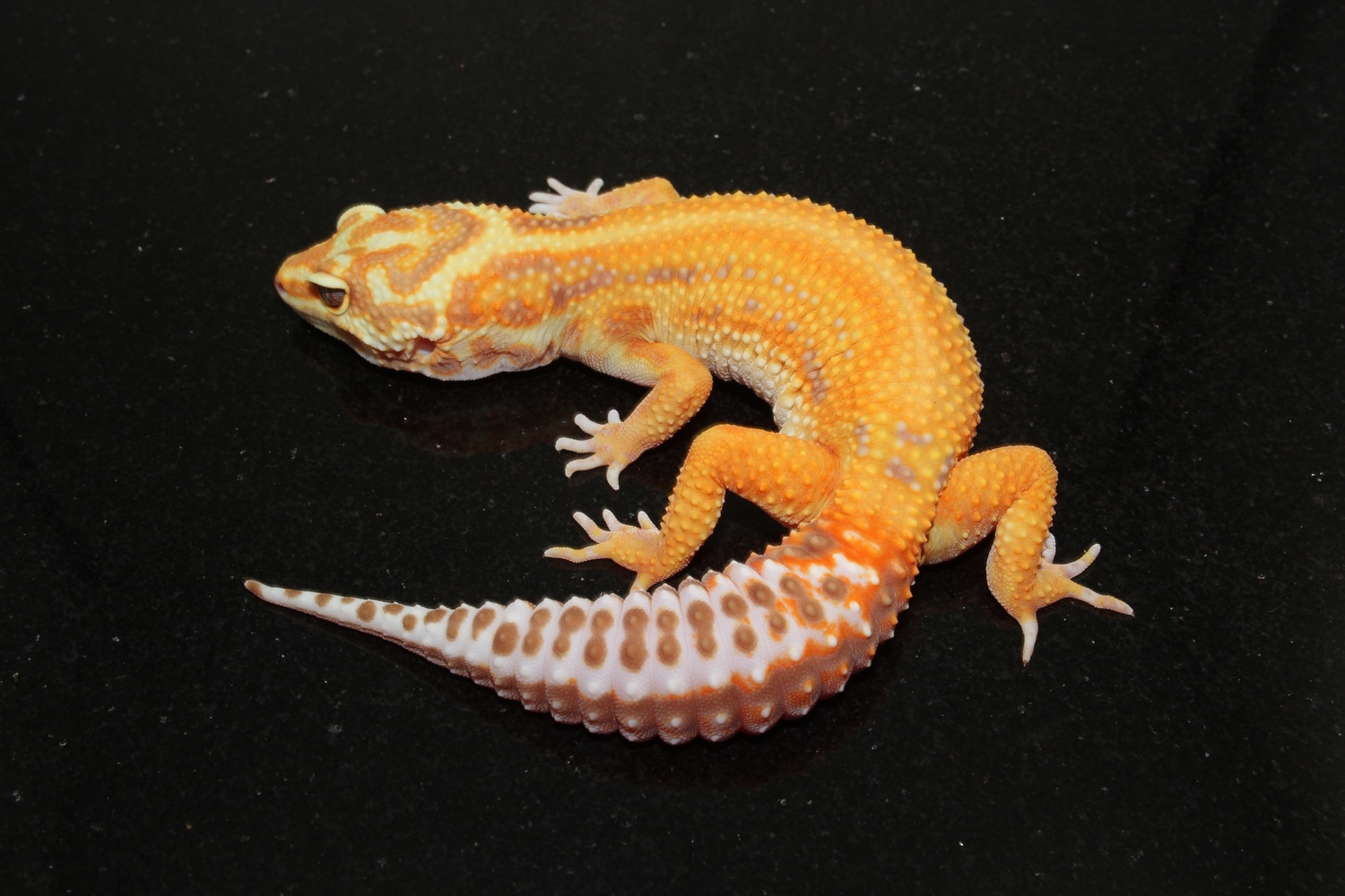 Red Stripe Firewater Leopard Gecko by Spring Hill Geckos - MorphMarket