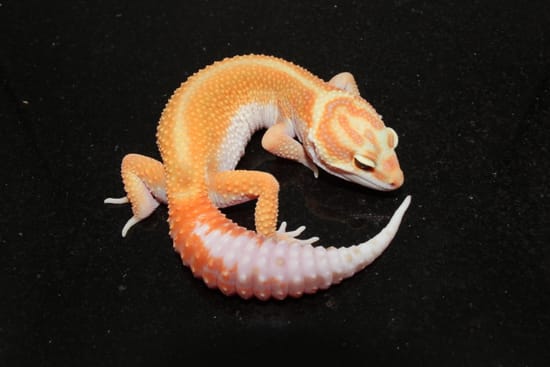 Raining Red Stripe Leopard Gecko by Spring Hill Geckos