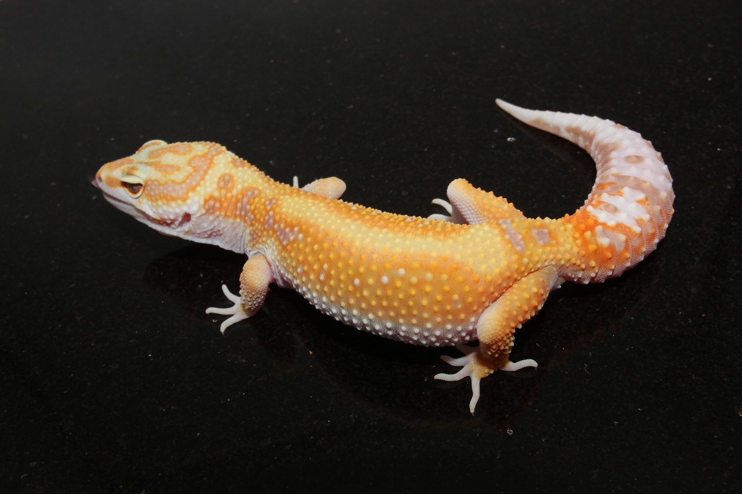 Raining Red Stripe Leopard Gecko by Spring Hill Geckos - MorphMarket