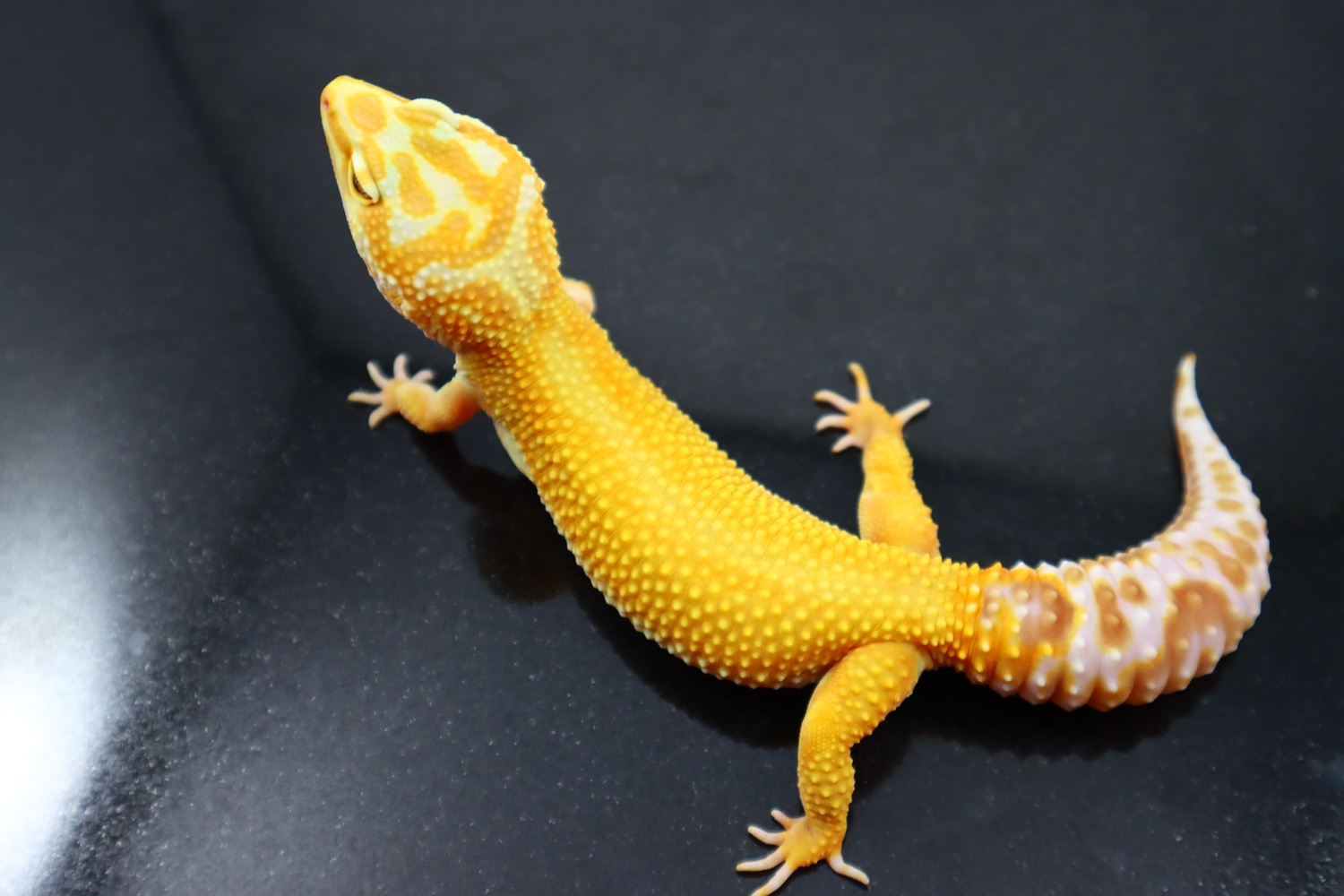 Red Stripe Firewater Leopard Gecko by Spring Hill Geckos - MorphMarket