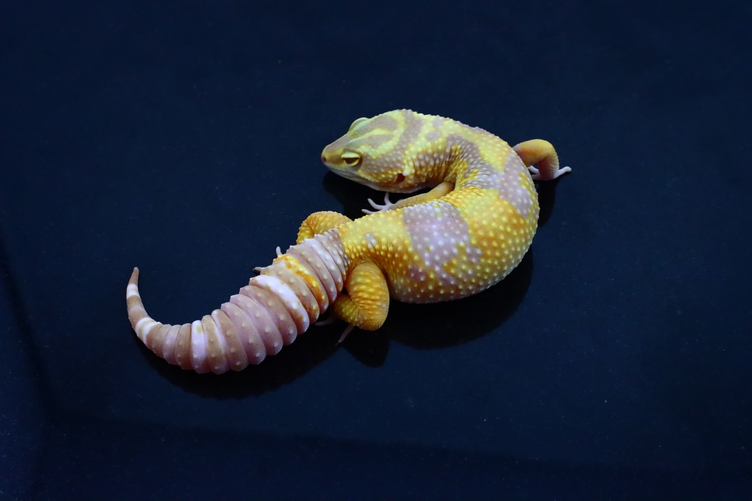 Mack Snow Tremper 66% Eclipse Leopard Gecko by Spring Hill Geckos ...