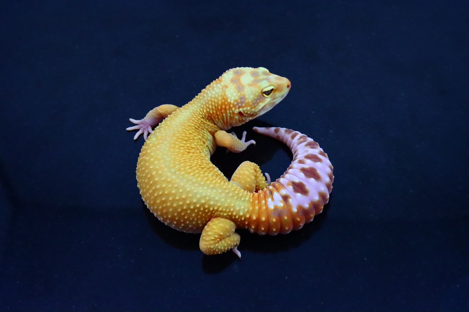 Raining Red Stripe Leopard Gecko by Spring Hill Geckos - MorphMarket