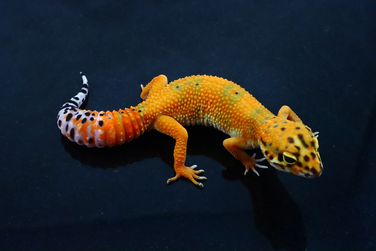 Emerine Inferno Leopard Gecko by Spring Hill Geckos - MorphMarket