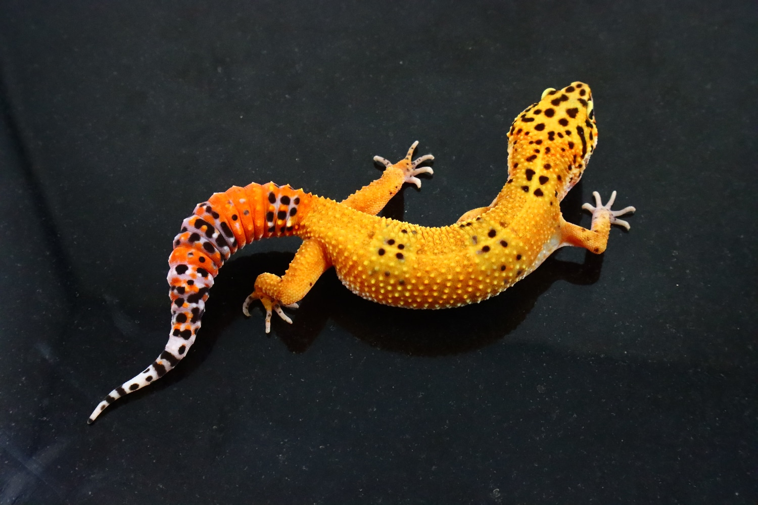 Emerine Inferno Leopard Gecko by Spring Hill Geckos - MorphMarket