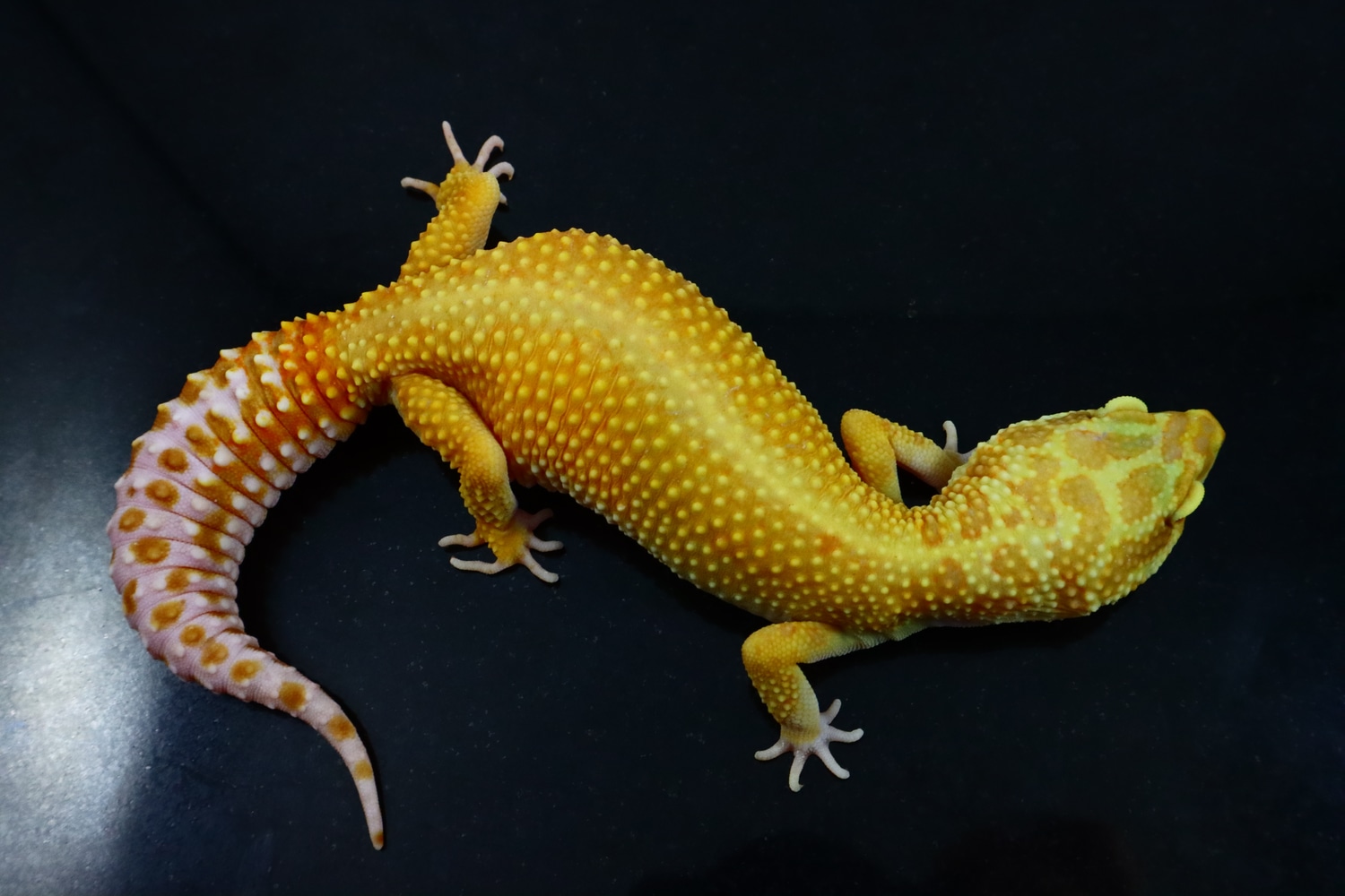 Raining Red Stripe Leopard Gecko by Spring Hill Geckos - MorphMarket