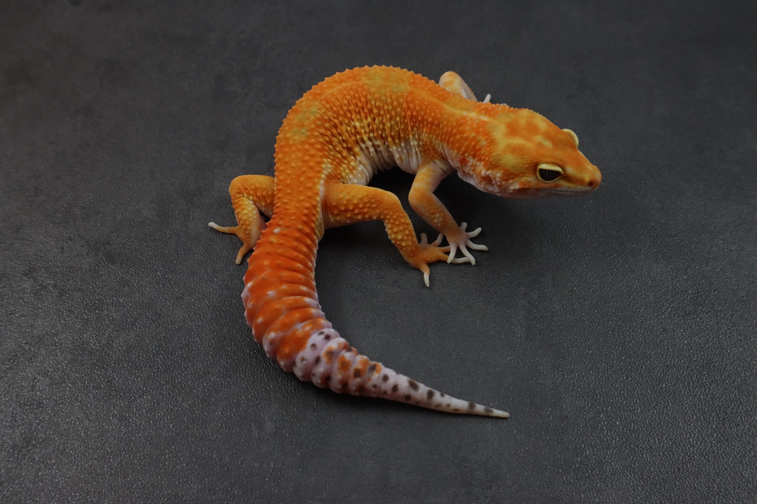 Emerine Inferno Leopard Gecko by Spring Hill Geckos - MorphMarket