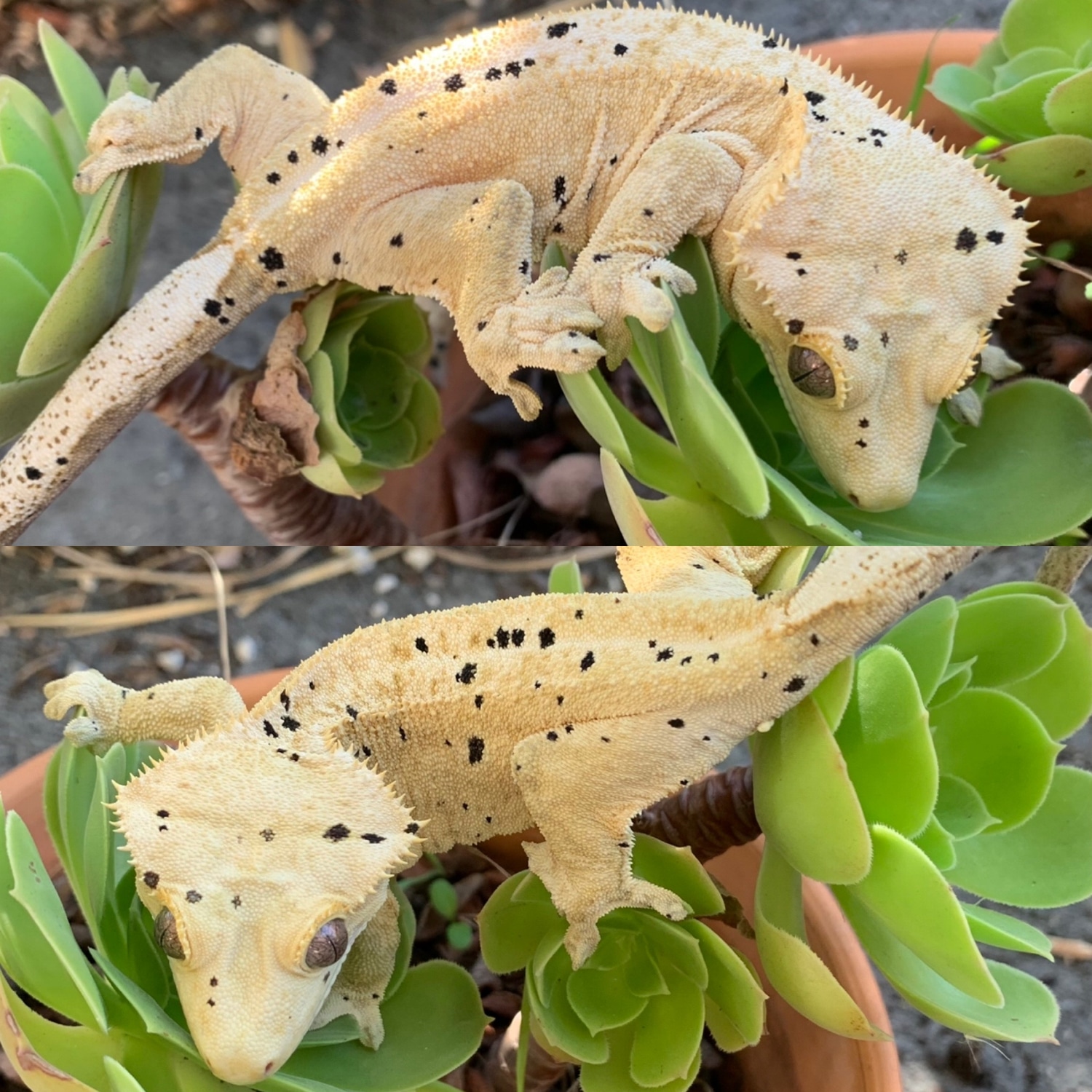 Gravid Dalmatian Crested Gecko by Spring Loaded Cresties - MorphMarket