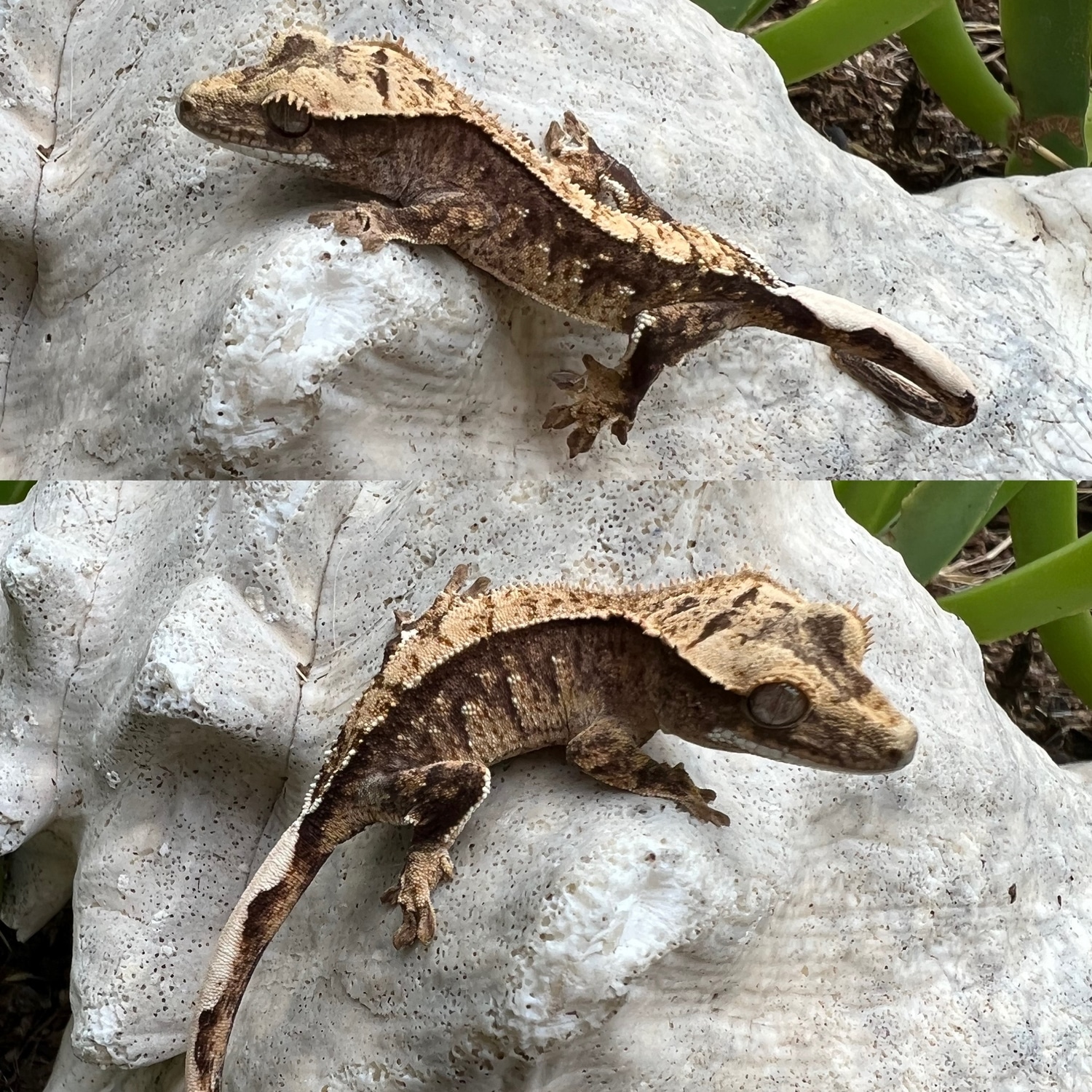 The First Sin City Release (Buy A Gecko, Get Another Gecko 1/2 Off ...