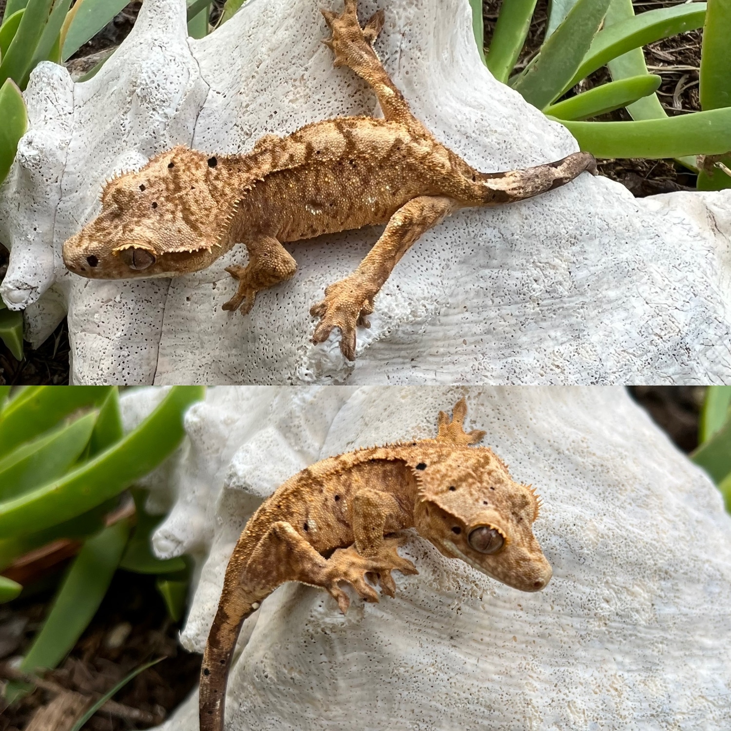 Adorable Brindle Dalmatian (Buy A Gecko, Get Another Gecko 1/2 Off ...