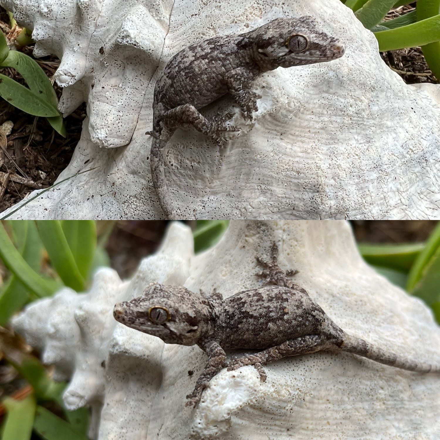 Reticulated Gargoyle Gecko by Spring Loaded Cresties - MorphMarket