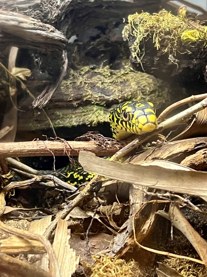 Captive Bred Elaphe Carinata (King) Other Rat Snake by Spring Loaded ...