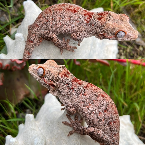 Red Skeleton Gargoyle Gecko by Spring Loaded Cresties