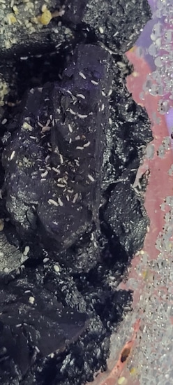 Temperate White Springtails Master Colony Isopod by Springtails Direct