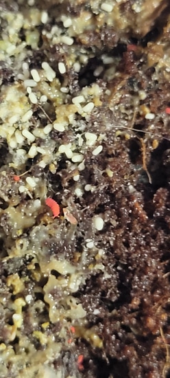 Thai Red Springtails Isopod by Springtails Direct