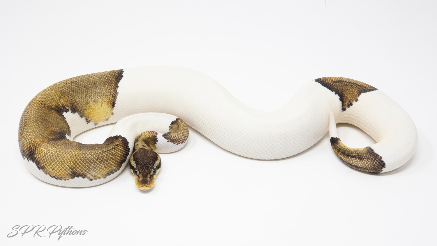Black Pewter (Pos Cinnamon) Pied Ball Python by Solely Pied Royal ...