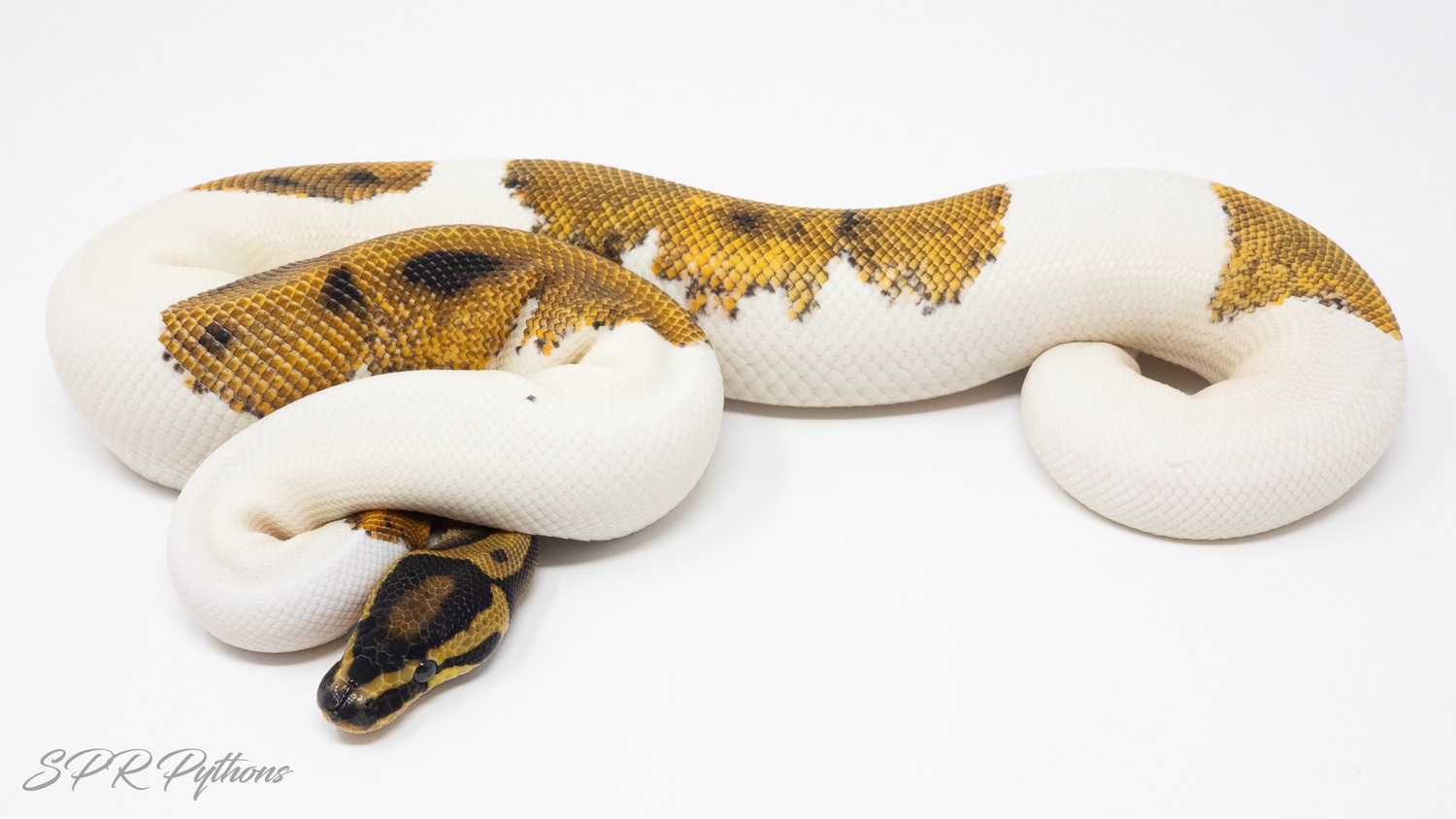 Calico Pied 50% Het Clown Ball Python by Solely Pied Royal Pythons ...