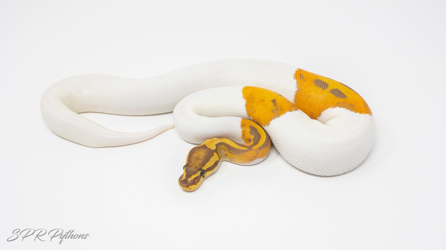 OD Ultramel Pied Ball Python by Solely Pied Royal Pythons - MorphMarket